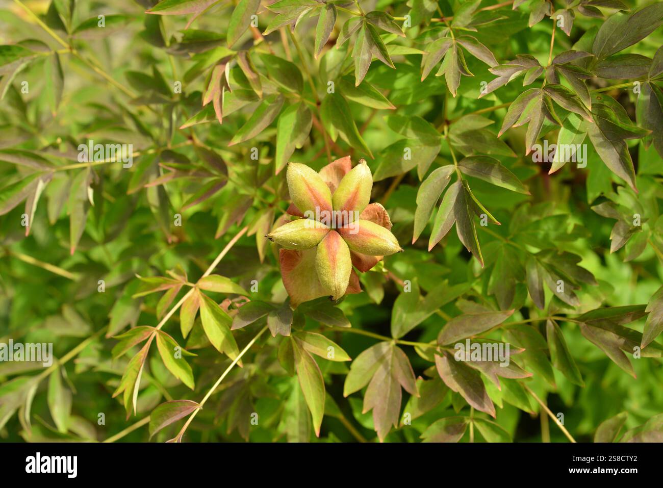 seed of peony tree in the garden Stock Photo - Alamy