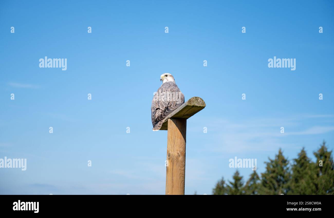 Gyrfalcon, wildlife, raptor bird of prey on a tree trunk, habitat ...