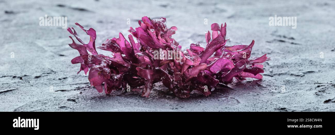 Irish sea moss, Chondrus crispus, edible seaweed, purple, on a black ...
