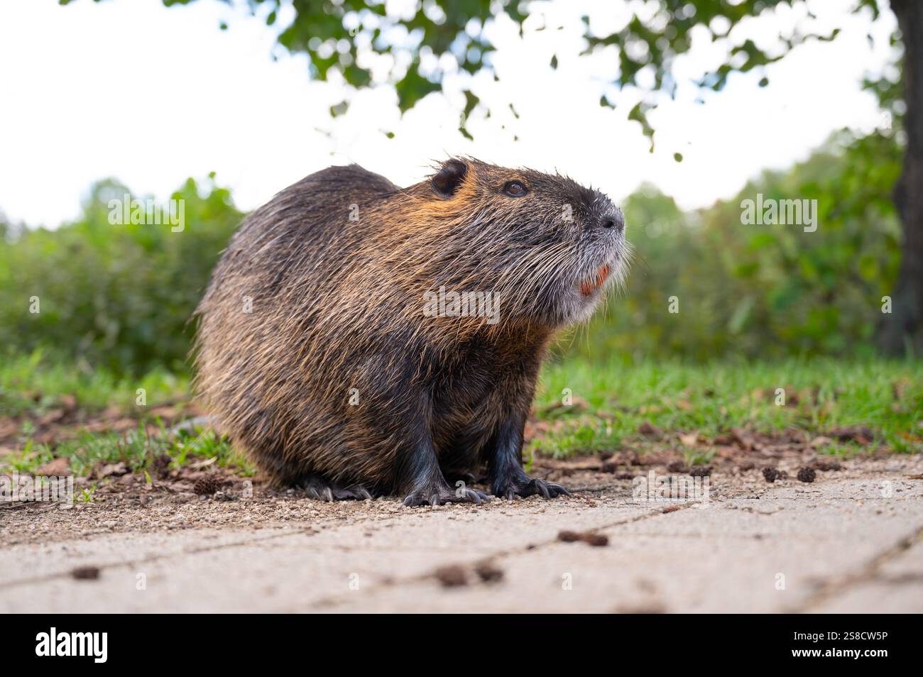 Nutria river rat, coypu herbivorous, semiaquatic rodent family ...