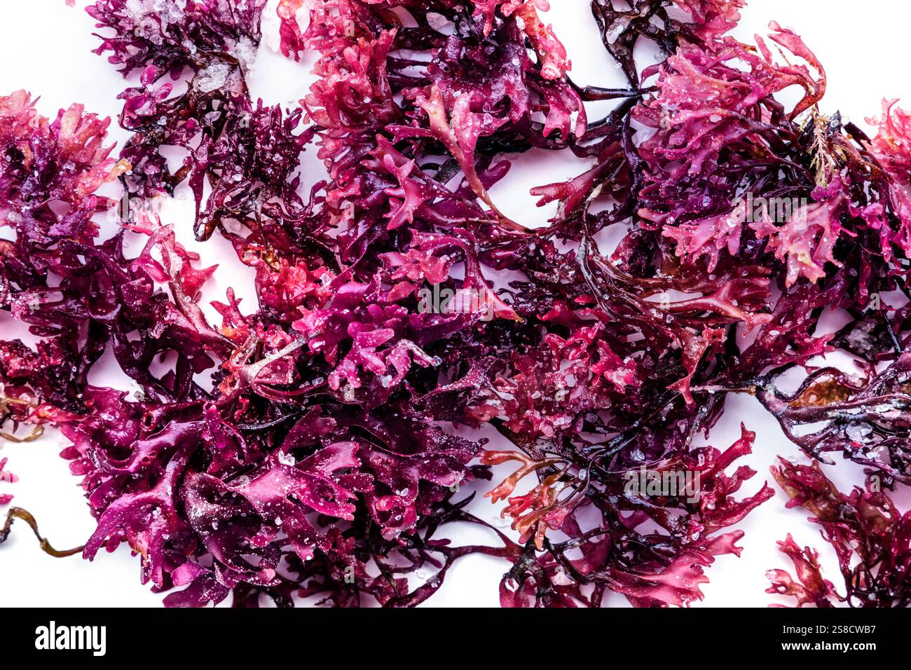 Irish sea moss, Chondrus crispus, edible seaweed, purple, isolated on a ...