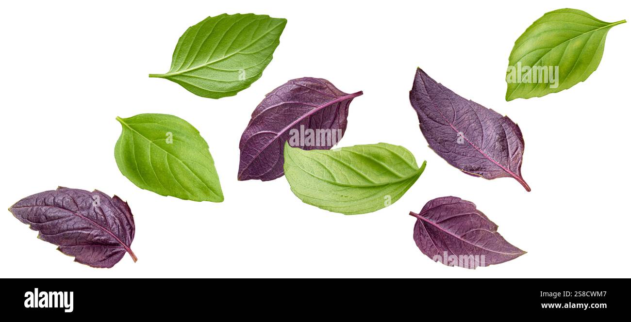 Falling purple and green basil leaves isolated on white background ...