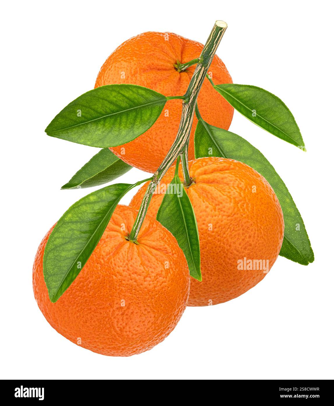 Orange branch isolated on white background with clipping path Stock ...