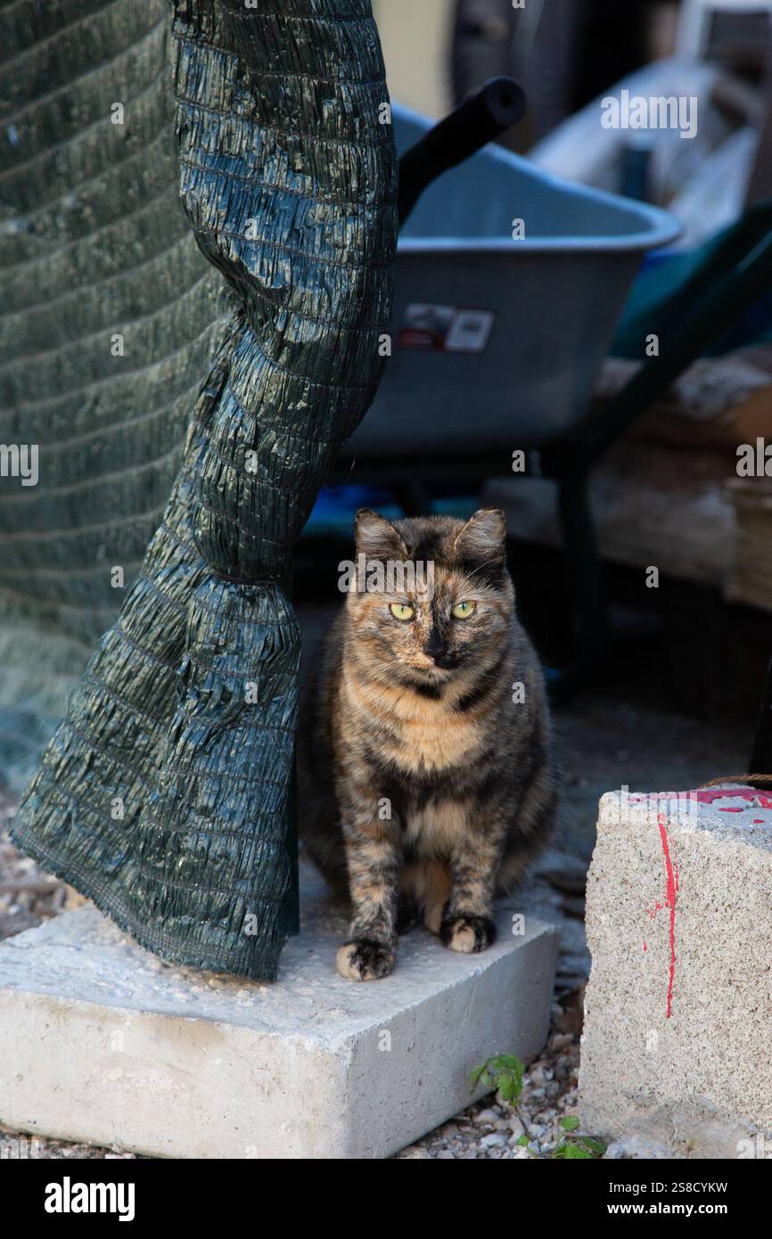 A fluffy cat sits on a grey block in front of a red wheelbarrow Stock ...