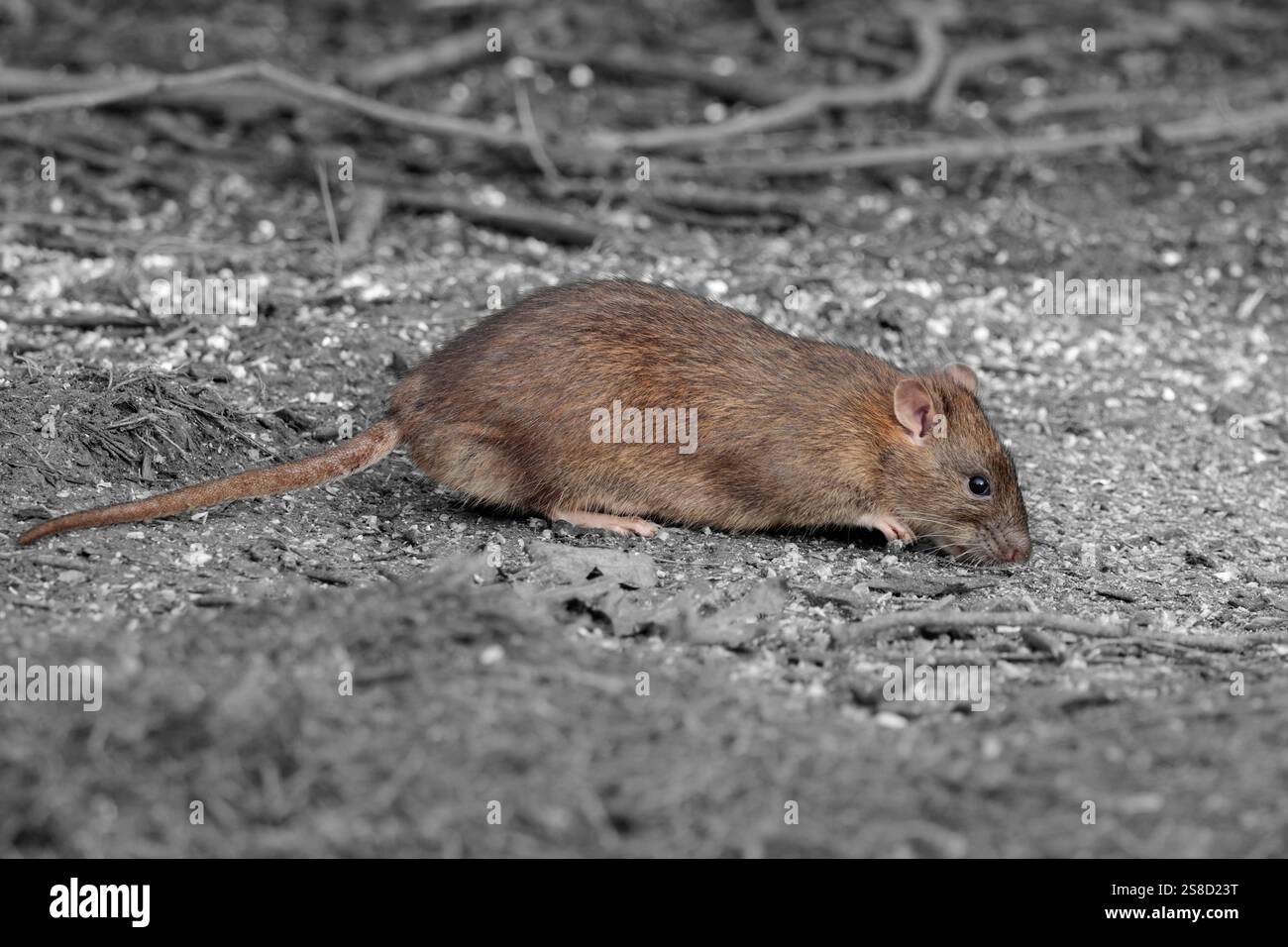 Brown rat Rattus norvegicus, black and white background conversion grey ...