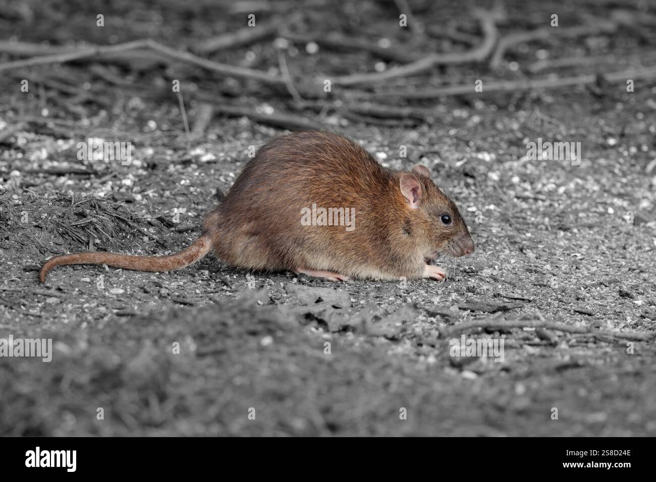 Brown rat Rattus norvegicus, black and white background conversion grey ...