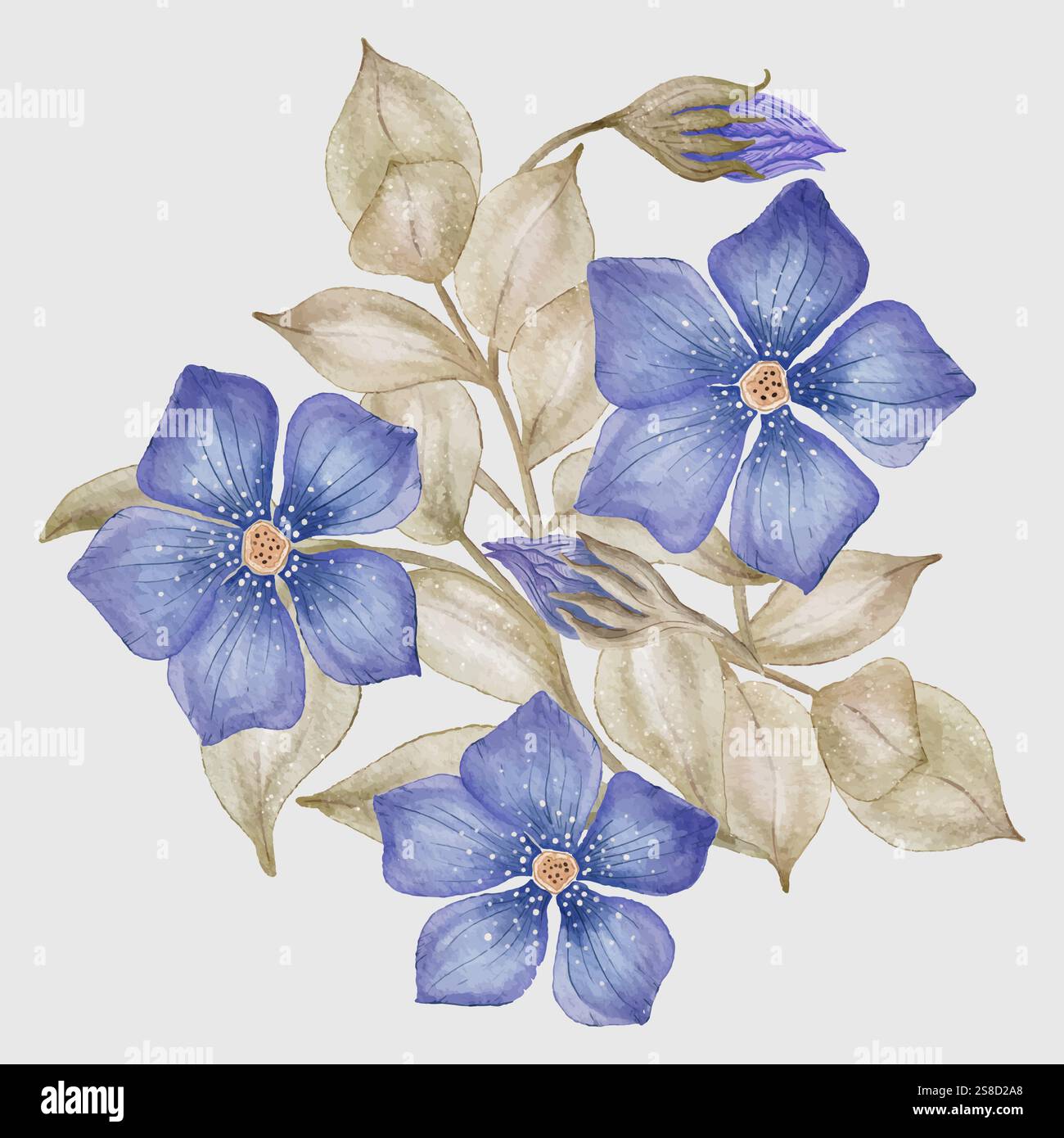 Hand-drawn colorful periwinkle flower vector illustration, Vinca ...