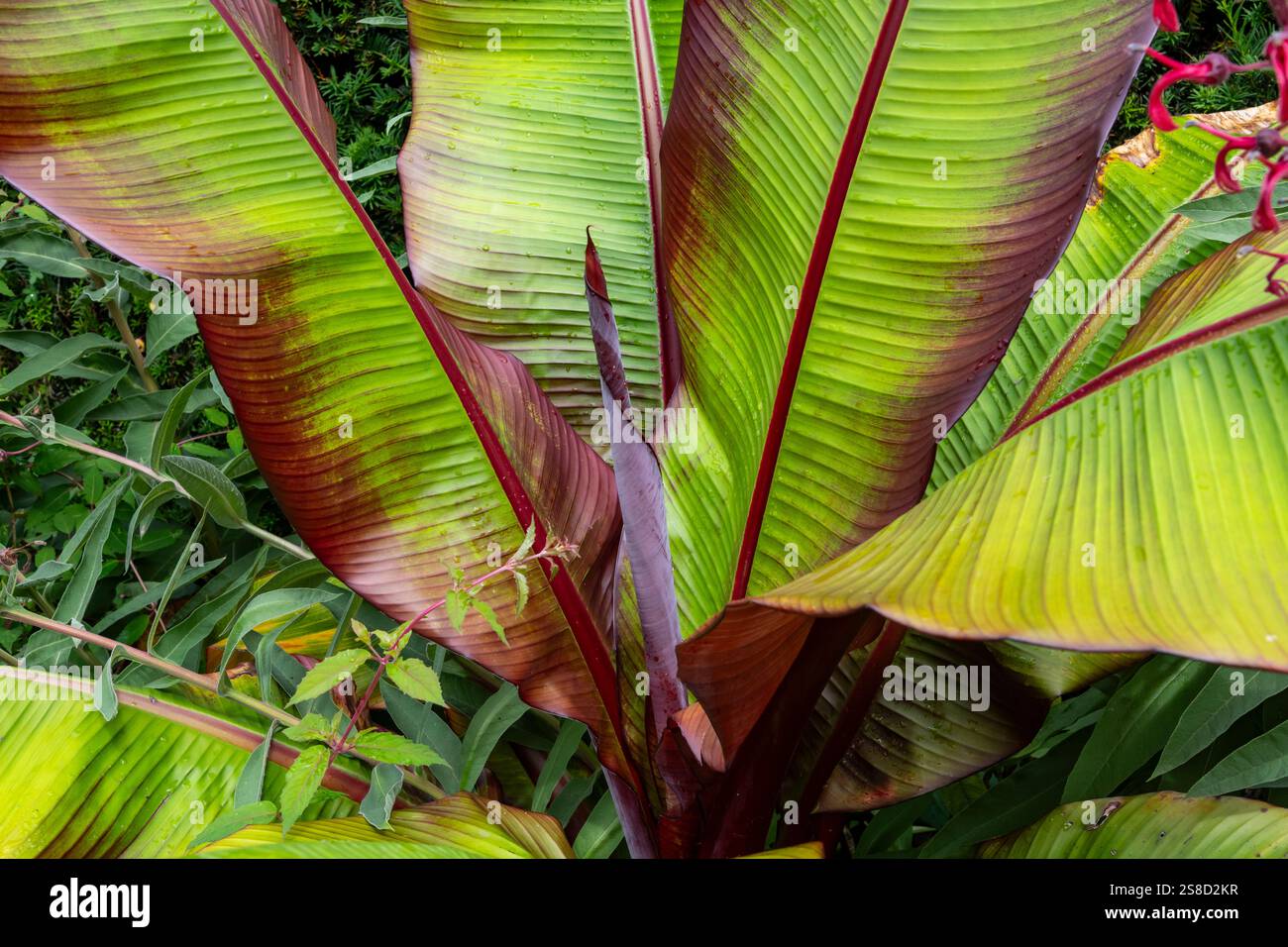 Ensete Ventricosum 'Maurelii' growing in a garden in late summer. A ...