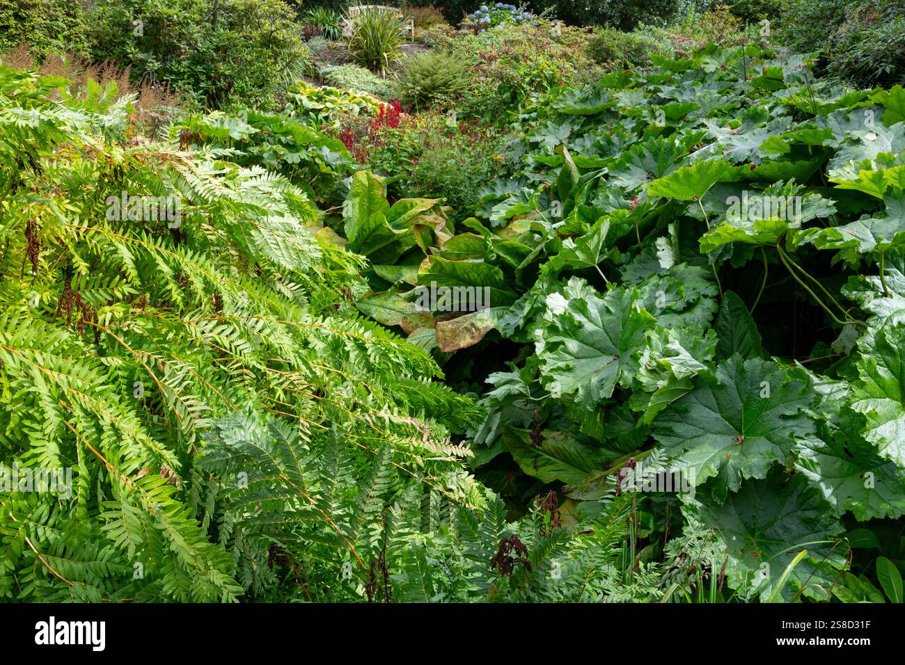 Bog garden plants hi-res stock photography and images - Alamy