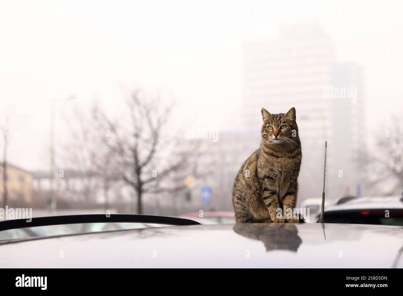 Cat sits on top of a car shrouded by pollution haze as smog covers ...
