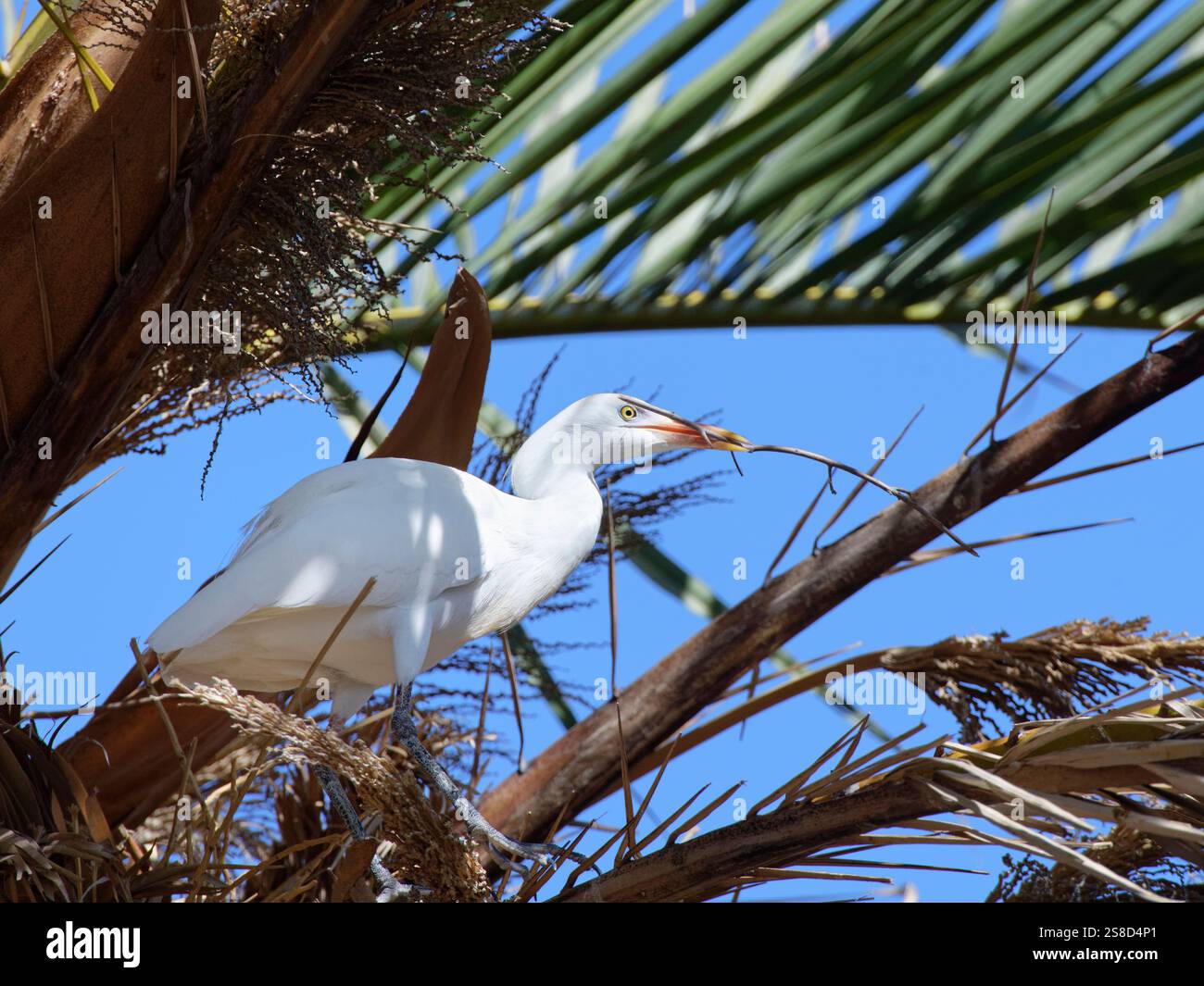 Cattle egret (Bubulcus ibis) with nest material at the first breeding ...