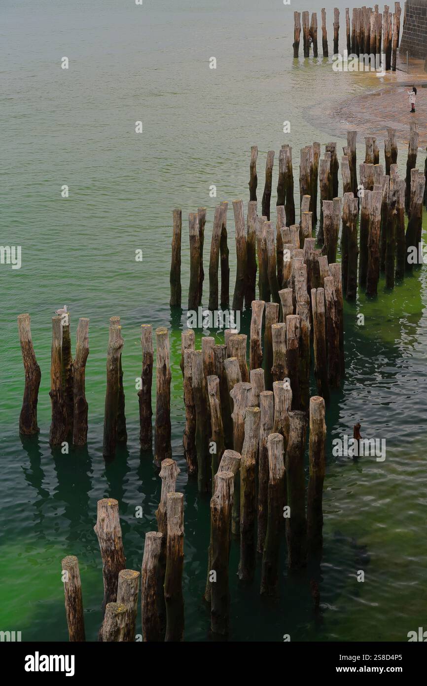 206 Row of oak wood piles from the Queen Bastion to the Ladies Tower ...