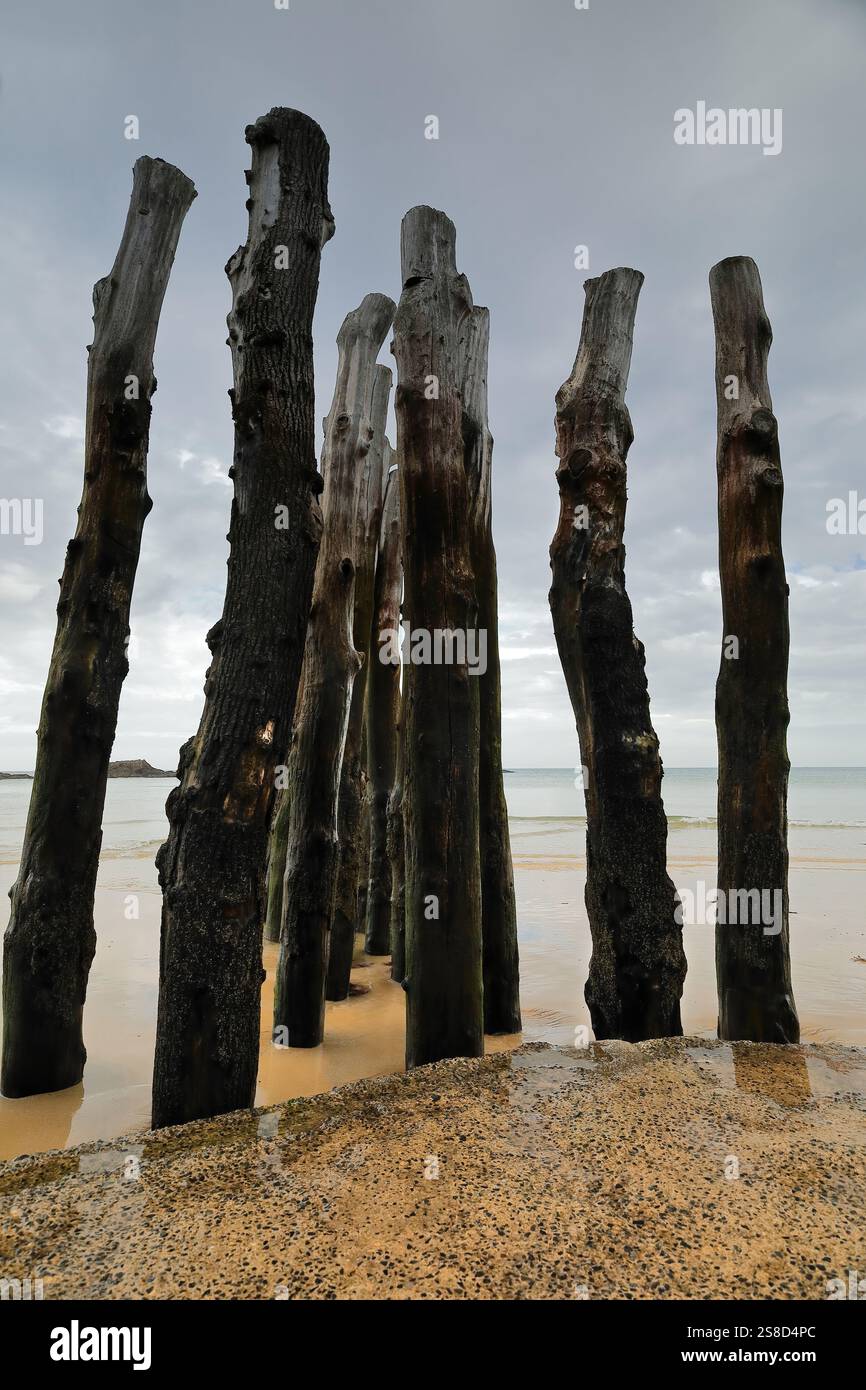 209 Set of oak wood piles between the Queen Bastion and Ladies Tower ...