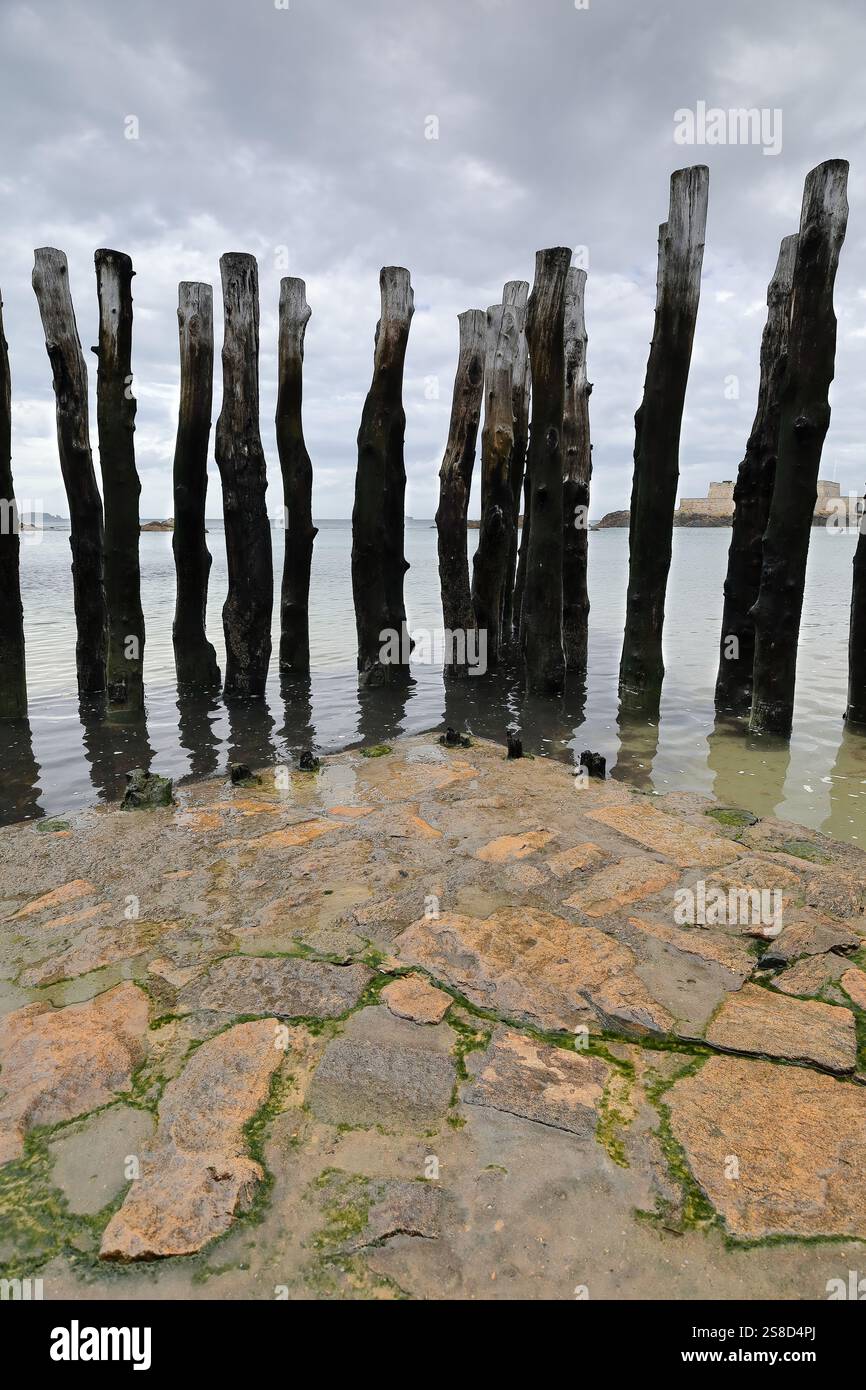 211 Set of oak wood piles stuck in l'Eventail Beach sand to protect the ...