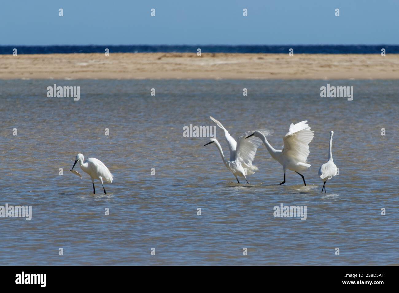 Little egret (Egretta garzetta) two foraging birds chasing another with ...