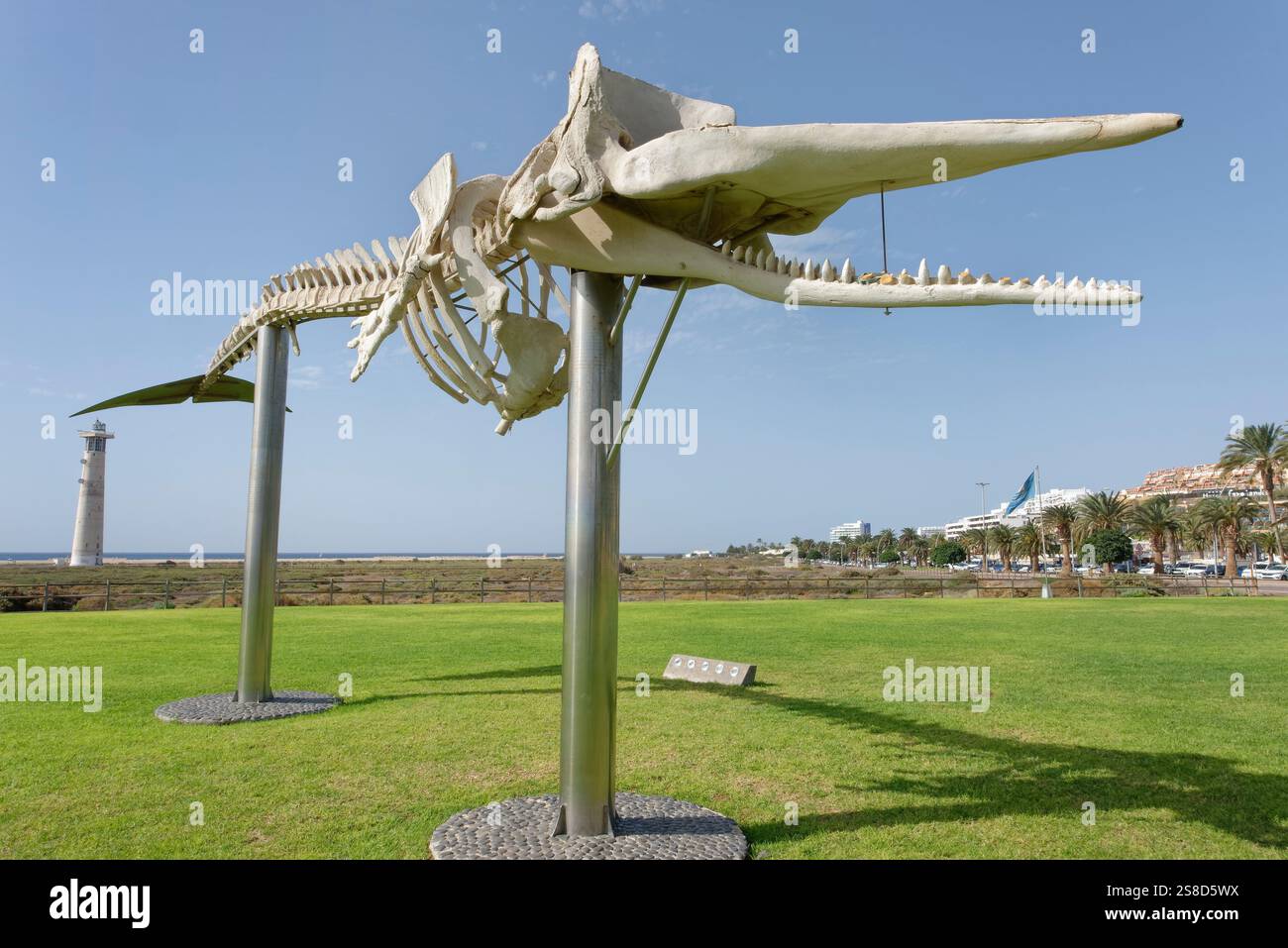 Skeleton of a Sperm whale (Physeter macrocephalus) on the seafront at ...