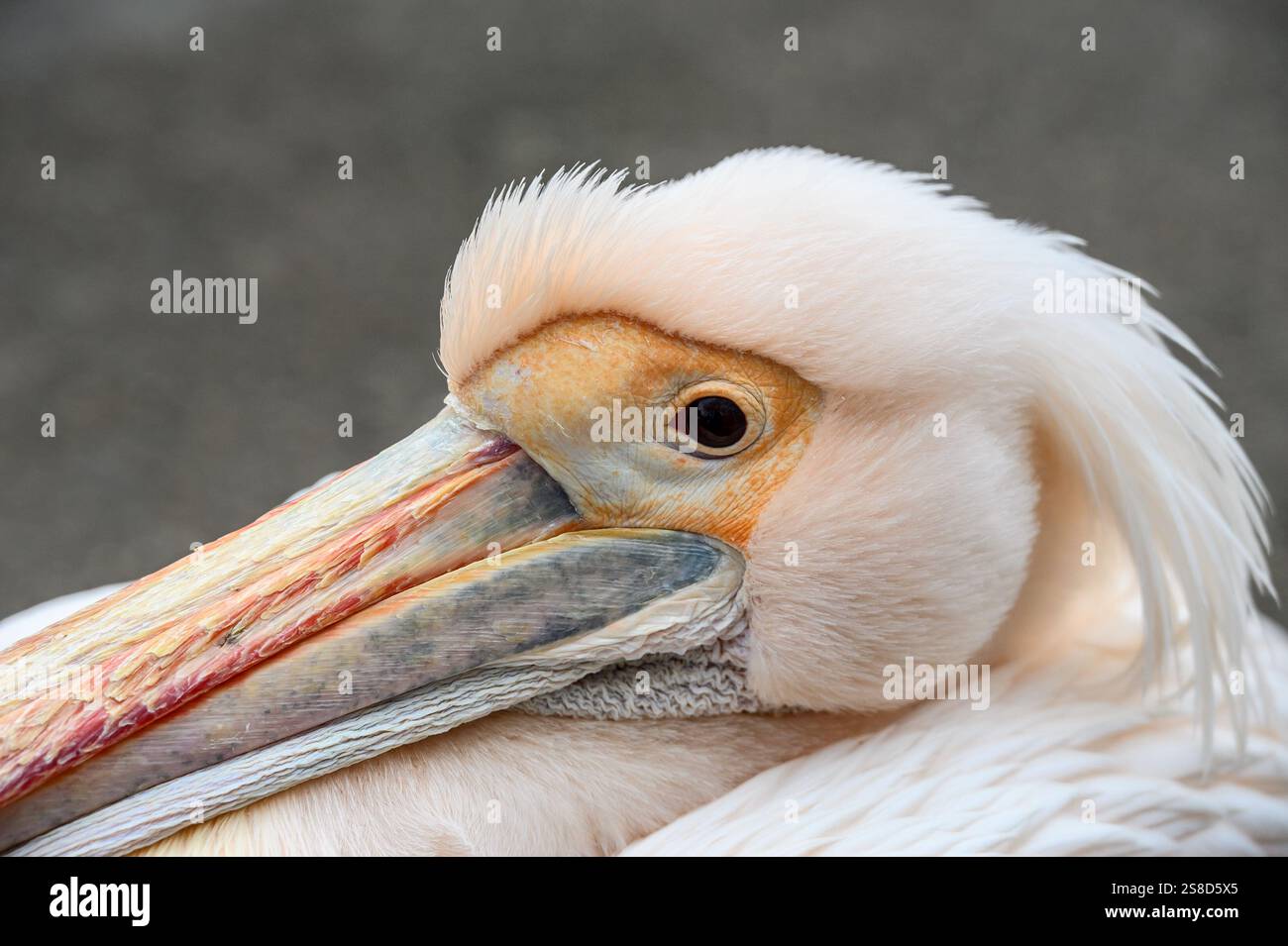 London, UK. one of the resident Great White Pelicans (Pelecanus ...