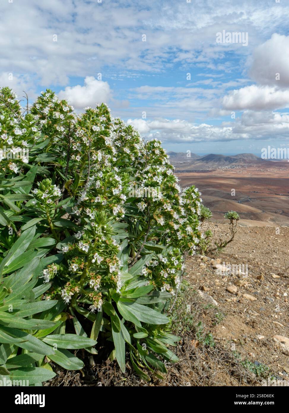 White tajinaste (Echium decaisnei purpuriense / Echium famarae) clump ...