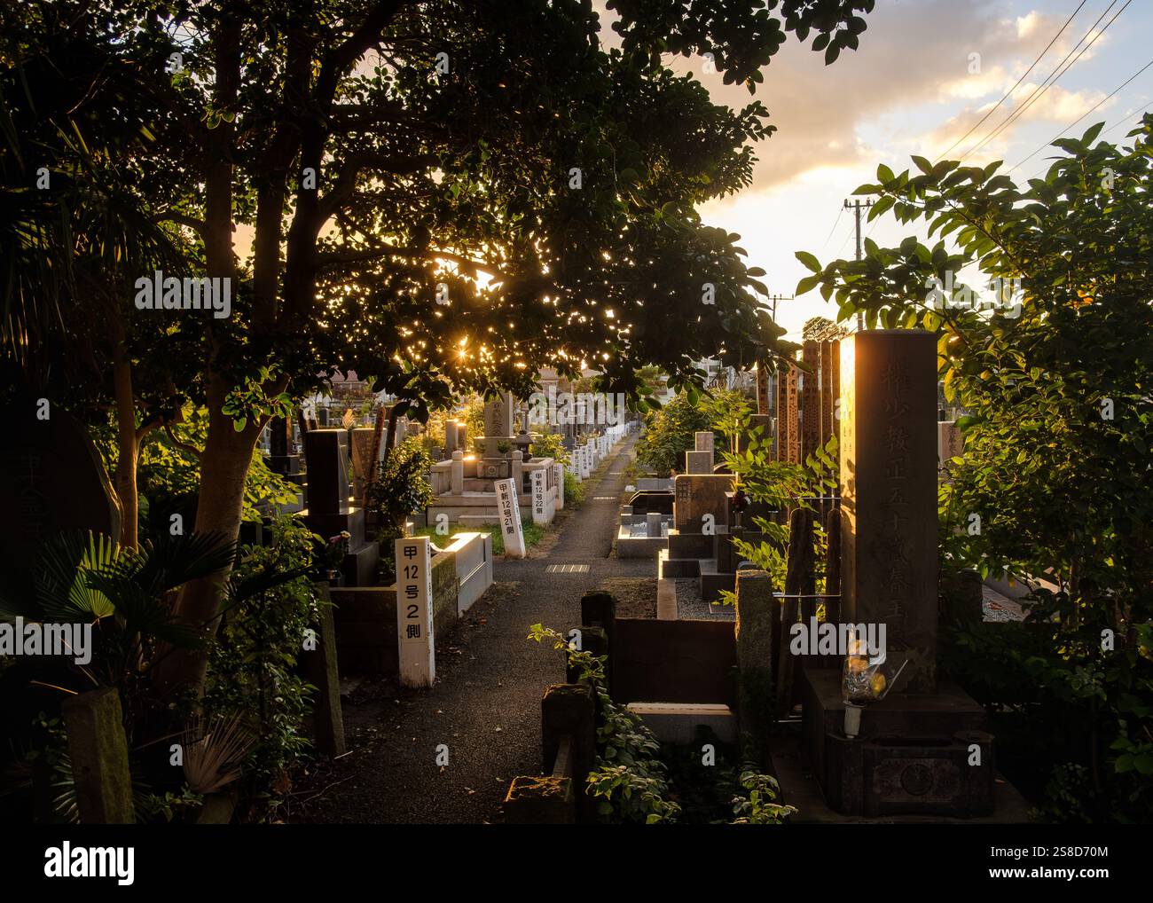 Monuments by a pathway in Yanaka Cemetery, Tokyo, looking through trees ...