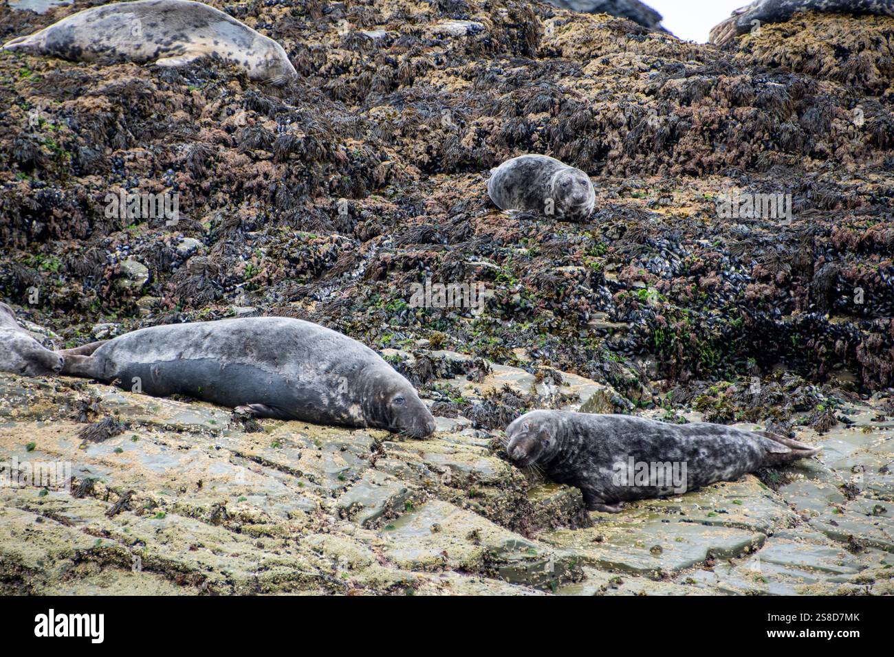 An Atlantic Grey Seal colony lounging on the rocks of Seal Island, off ...
