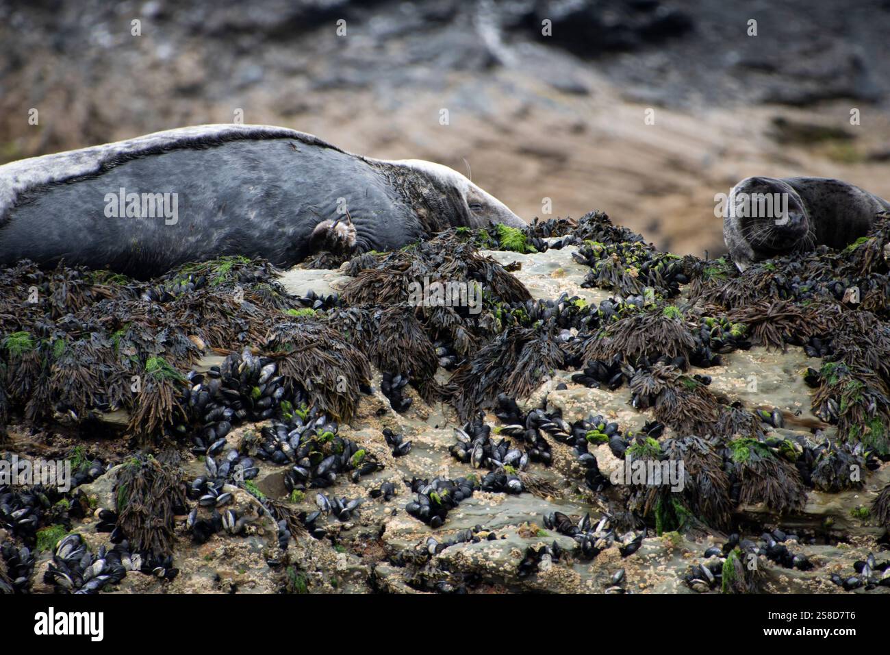 Seal island cornwall grey seal hi-res stock photography and images - Alamy