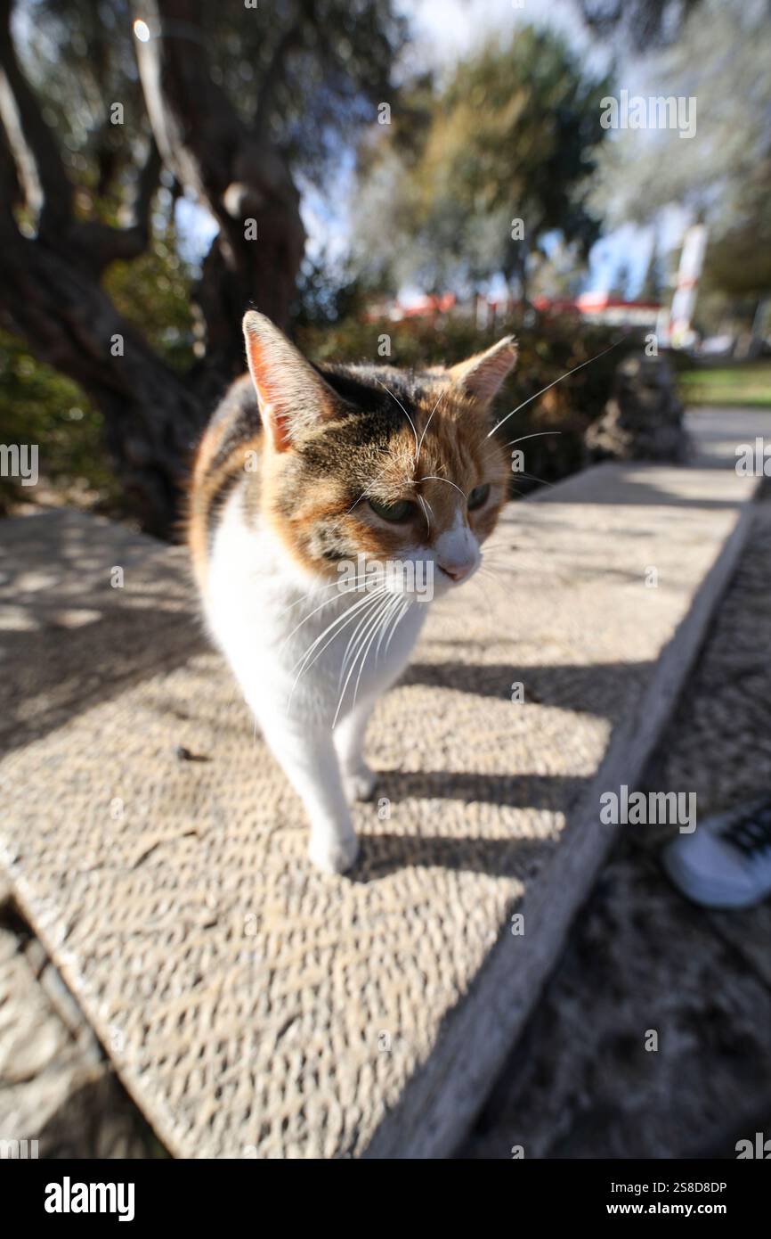 A stray cat in Jerusalem on Dec. 13, 2024. Photo by Raquel G. Frohlich ...