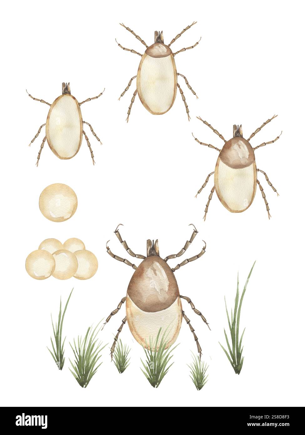 watercolor hand drawn mite life cycle illustration poster, children ...