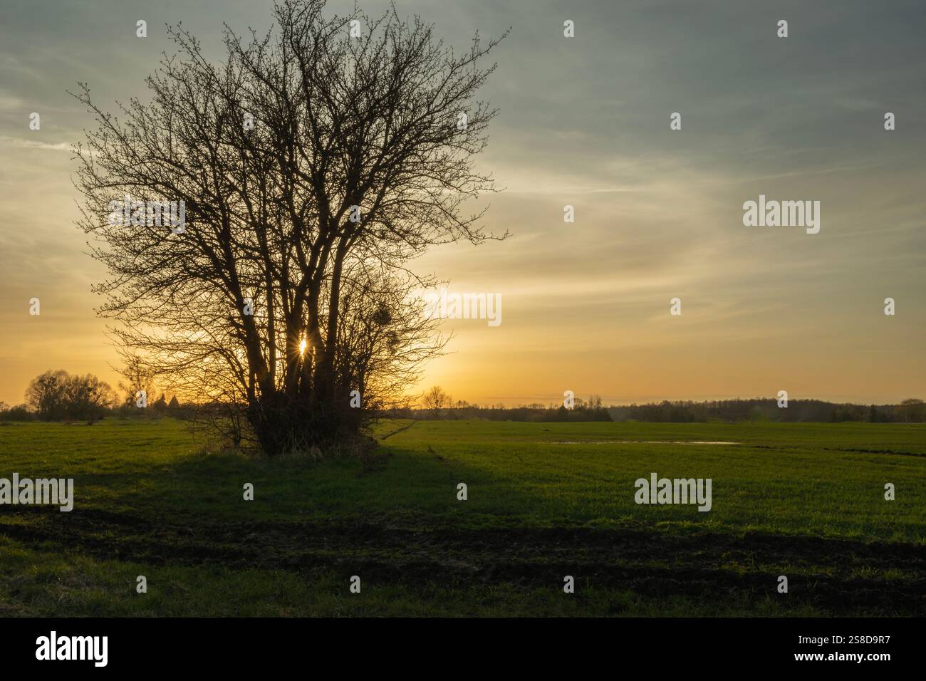 Tree grass sunset hi-res stock photography and images - Alamy