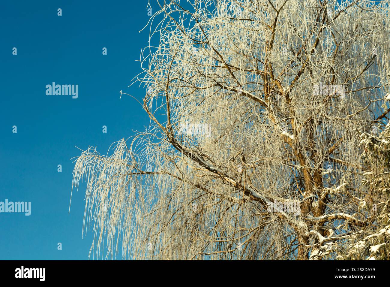 The crown and branches of a large willow tree covered with snow against a blue sky background ...