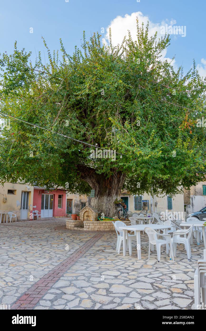corfu, corfu, Greece. September 21, 2021: A large tree in a town square ...