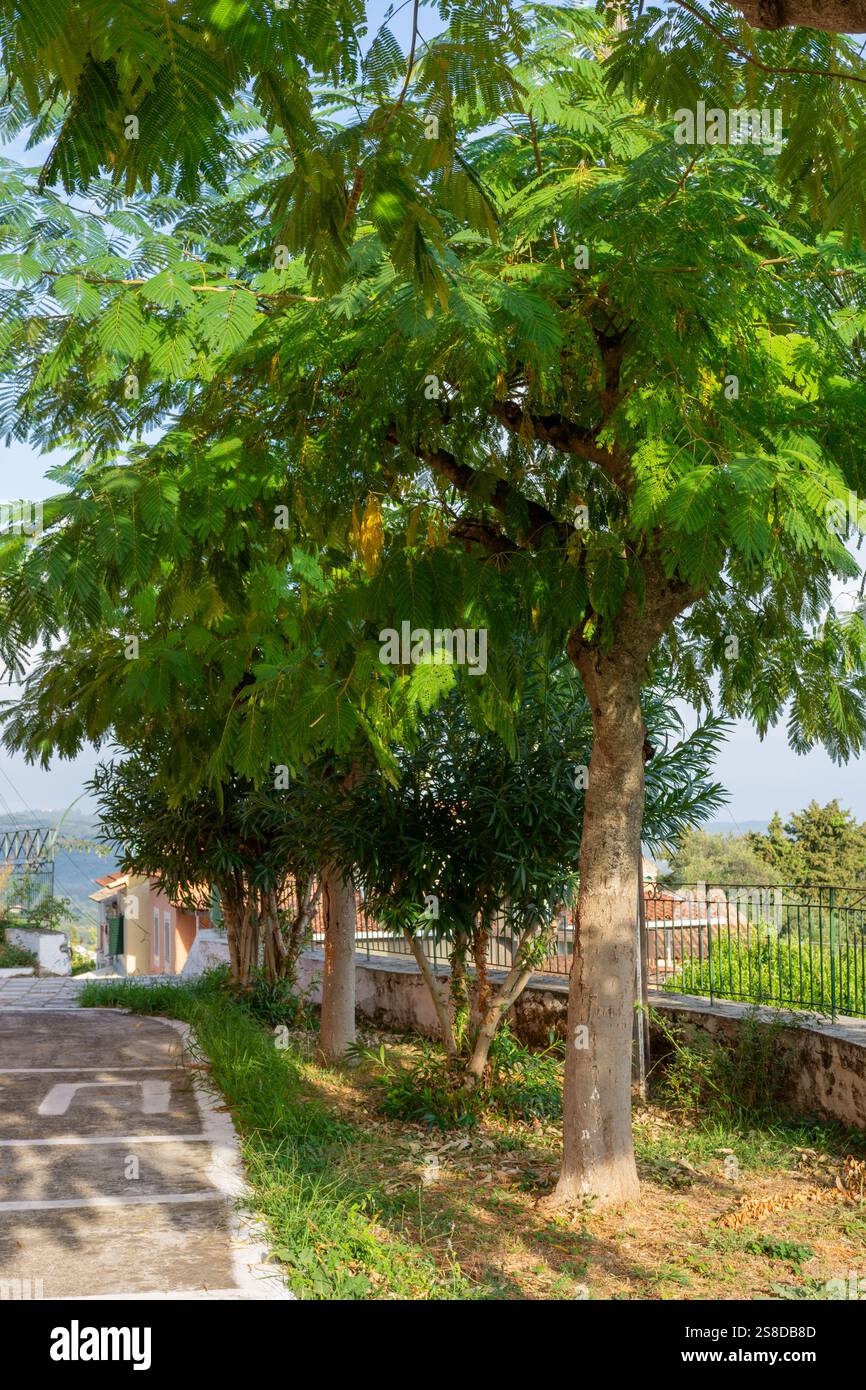 Lush green trees line a paved path, creating a serene and inviting ...