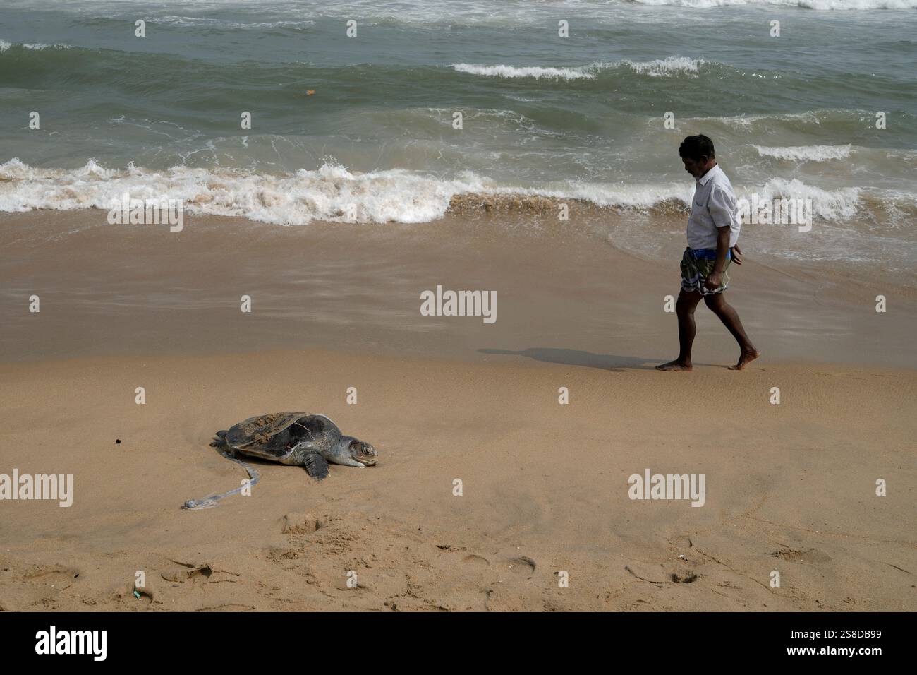 A carcass of an endangered olive ridley turtle washed ashore at Marina ...