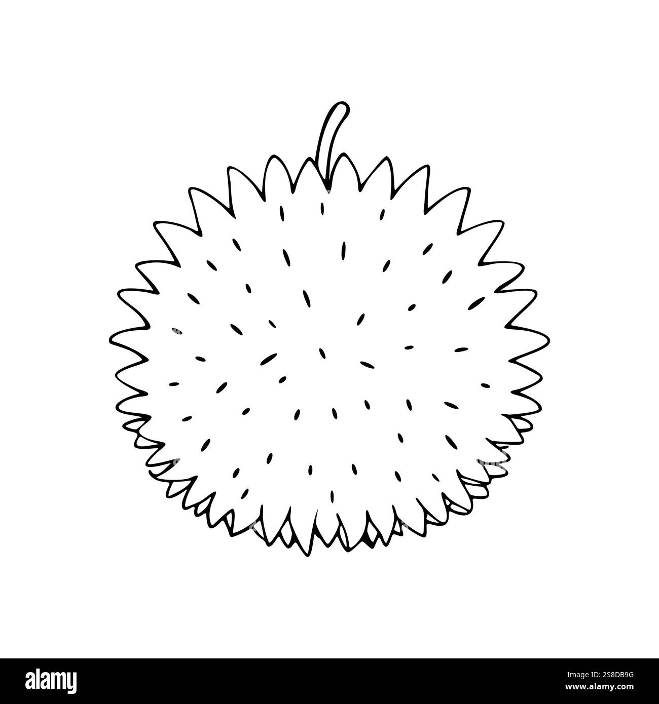 Lychee icon. Minimalist line drawing of a ripe lychee. Vector ...