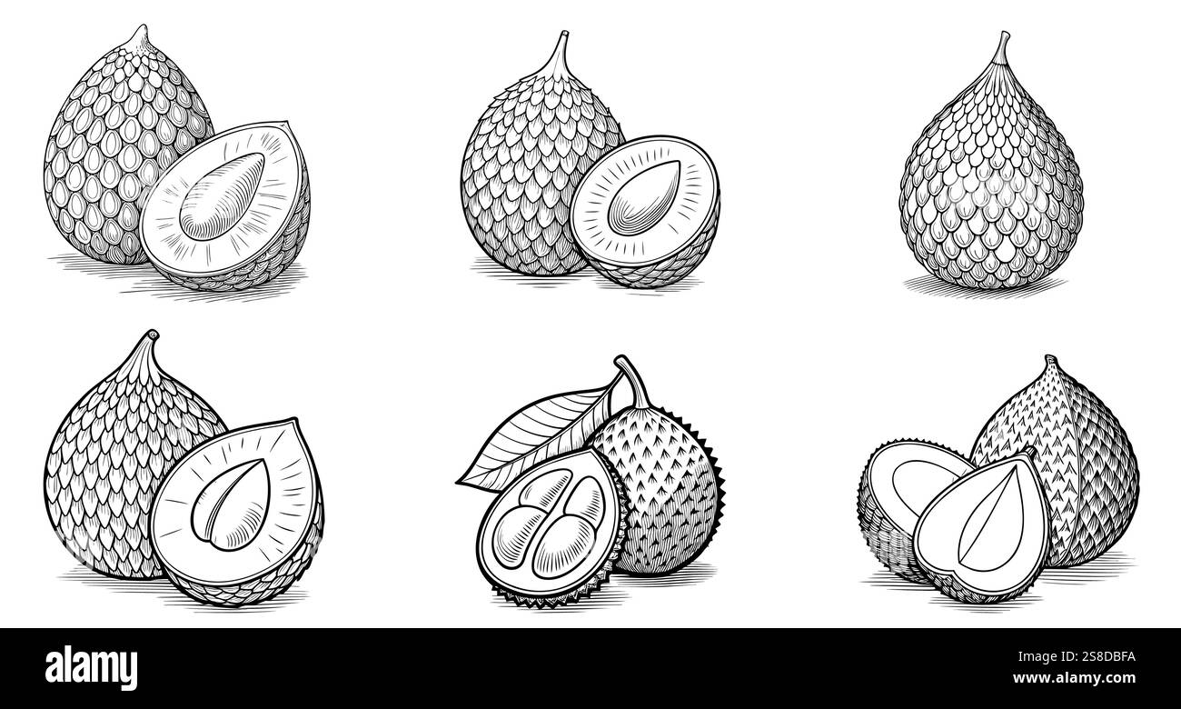 Hand drawn sketch of Salak. Vintage hand drawn Salak. Vector ...