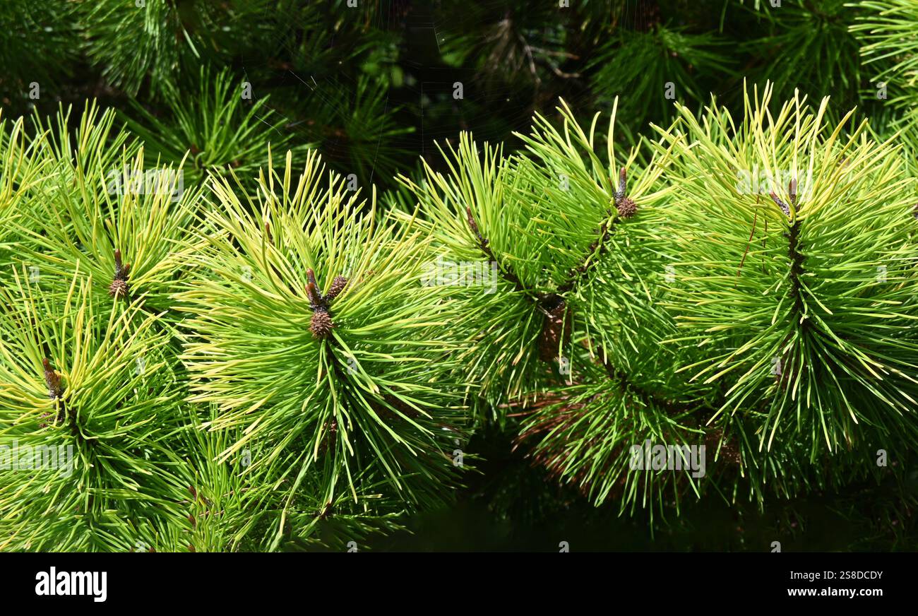 green needle pine Stock Photo - Alamy