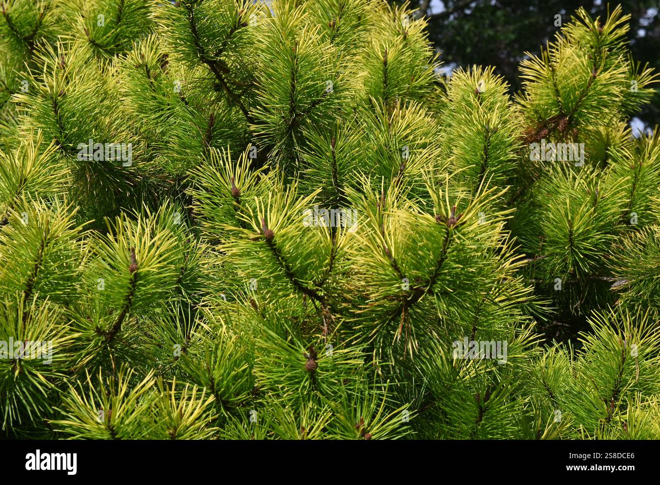 green needle pine Stock Photo - Alamy