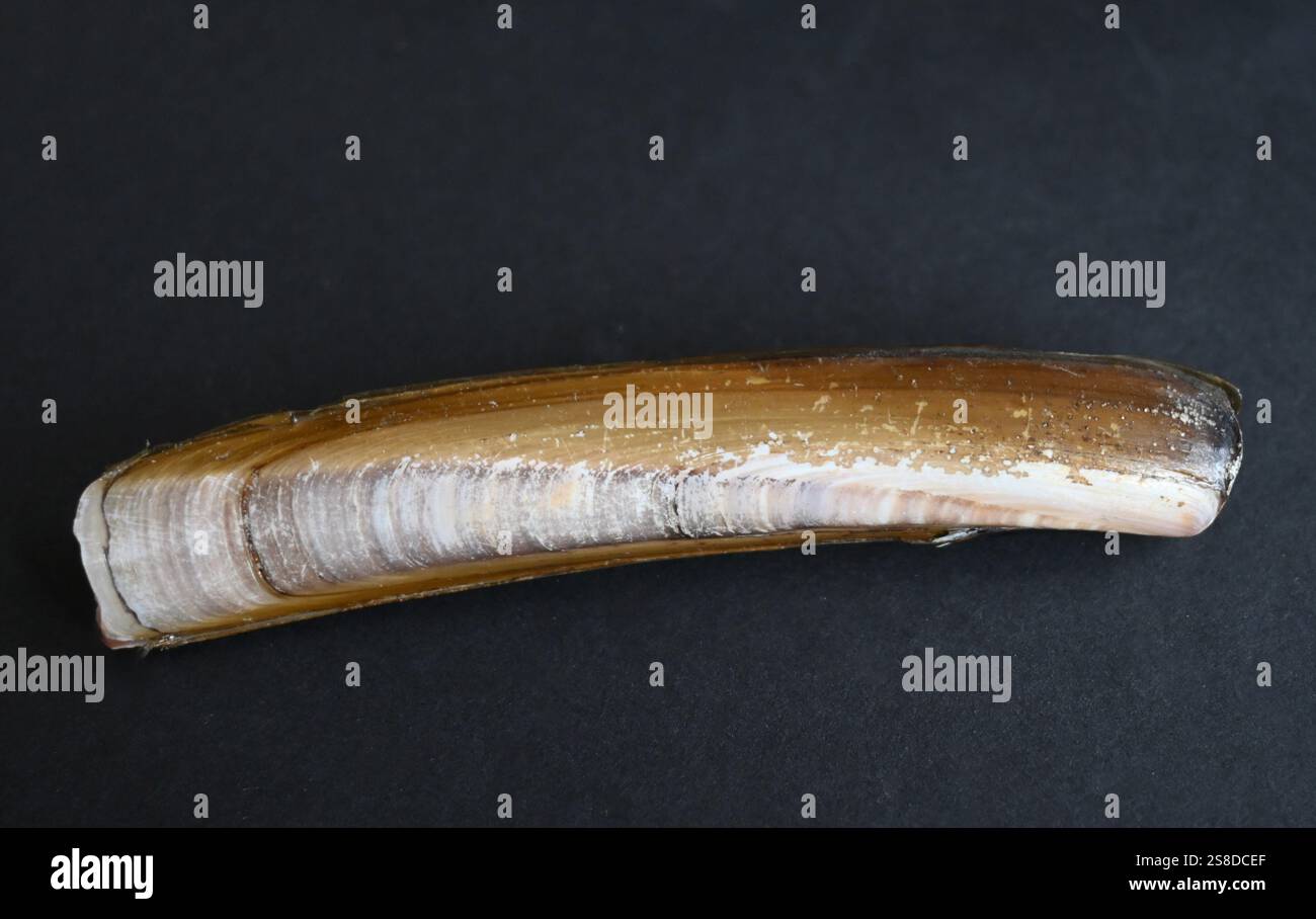 Narrow clam shell hi-res stock photography and images - Alamy