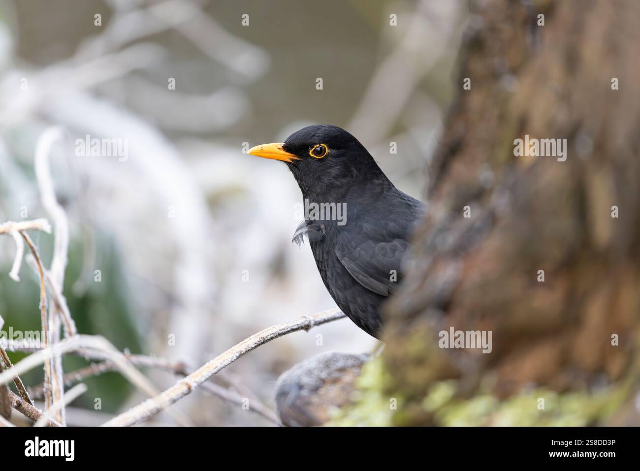 Close, side view of a wild, UK blackbird (Turdus merula) peeking out ...