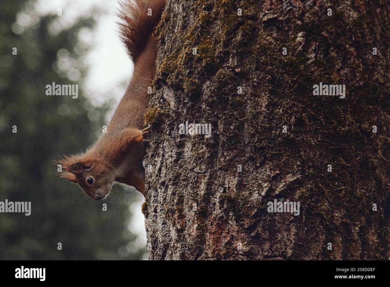 Squirrel Climbing a Tree Stock Photo - Alamy