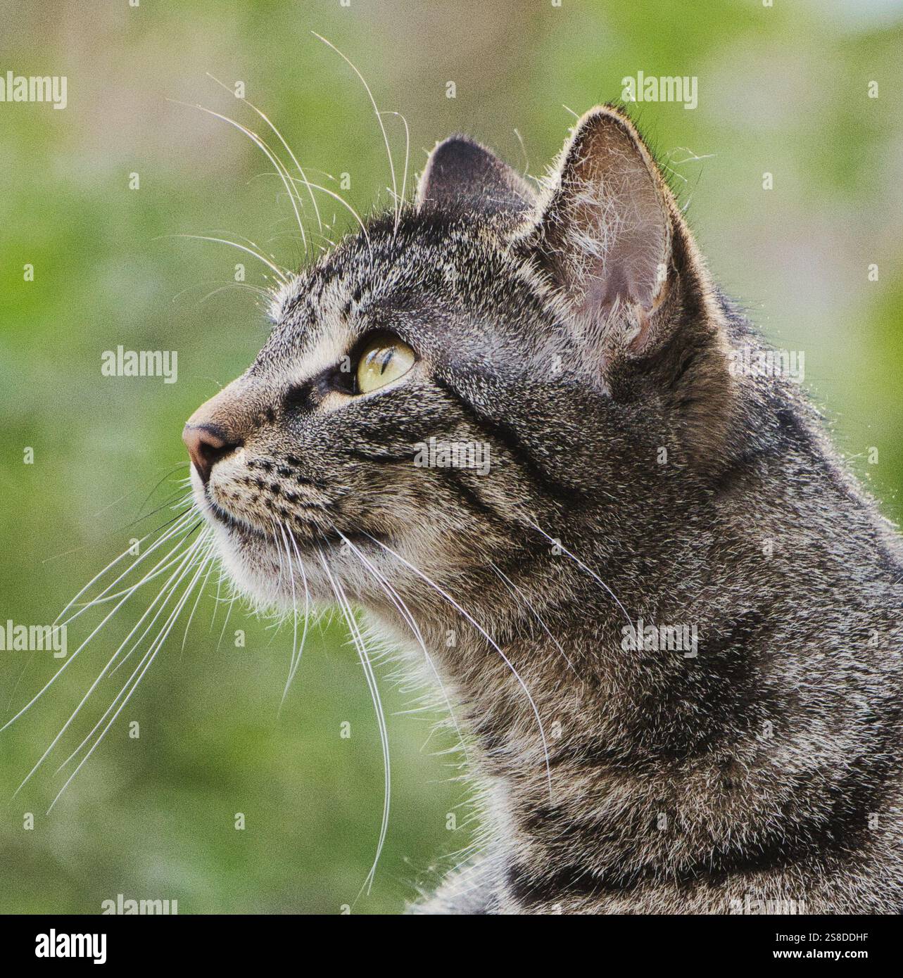 Alert cute head portrait hi-res stock photography and images - Alamy