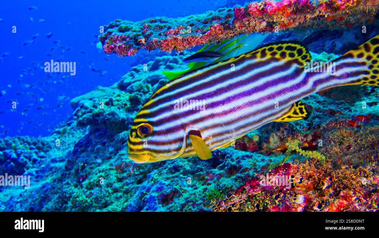 Striped Oriental Sweetlips, Plectorhinchus orientalis, North Ari Atoll ...