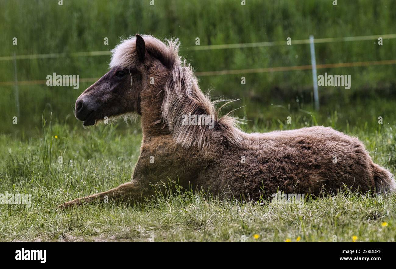Horse in Peaceful Posture Stock Photo - Alamy