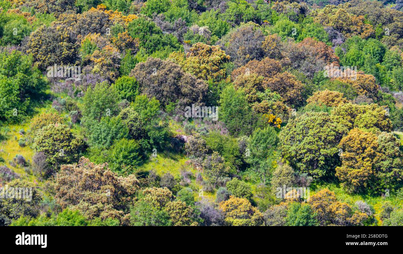 Mediterranean Forest Scrub Landscape, Arribes del Duero Natural Park ...