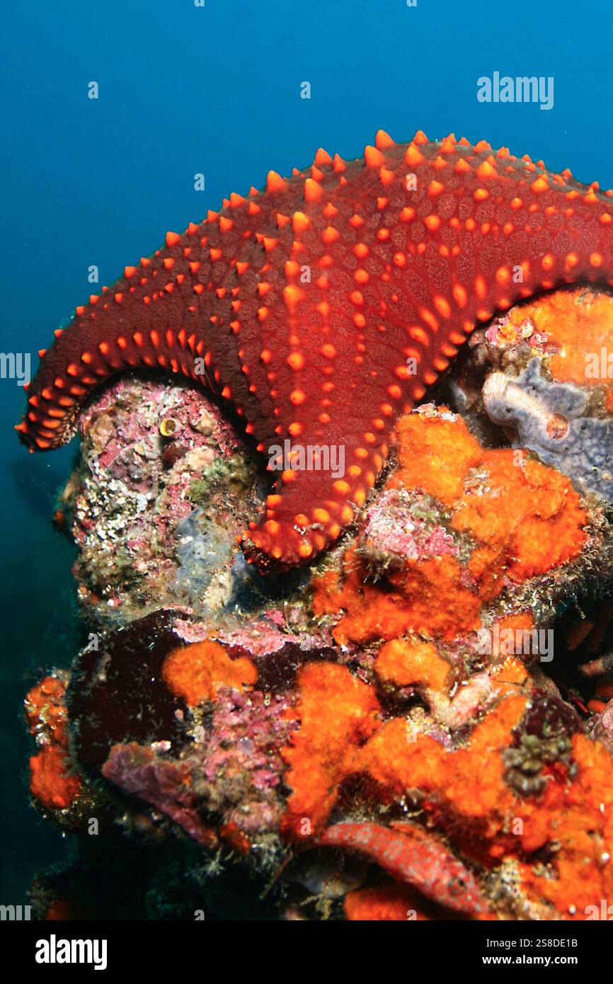 Starfish, Darwin and Wolf Islands, Galápagos Islands, Galápagos ...