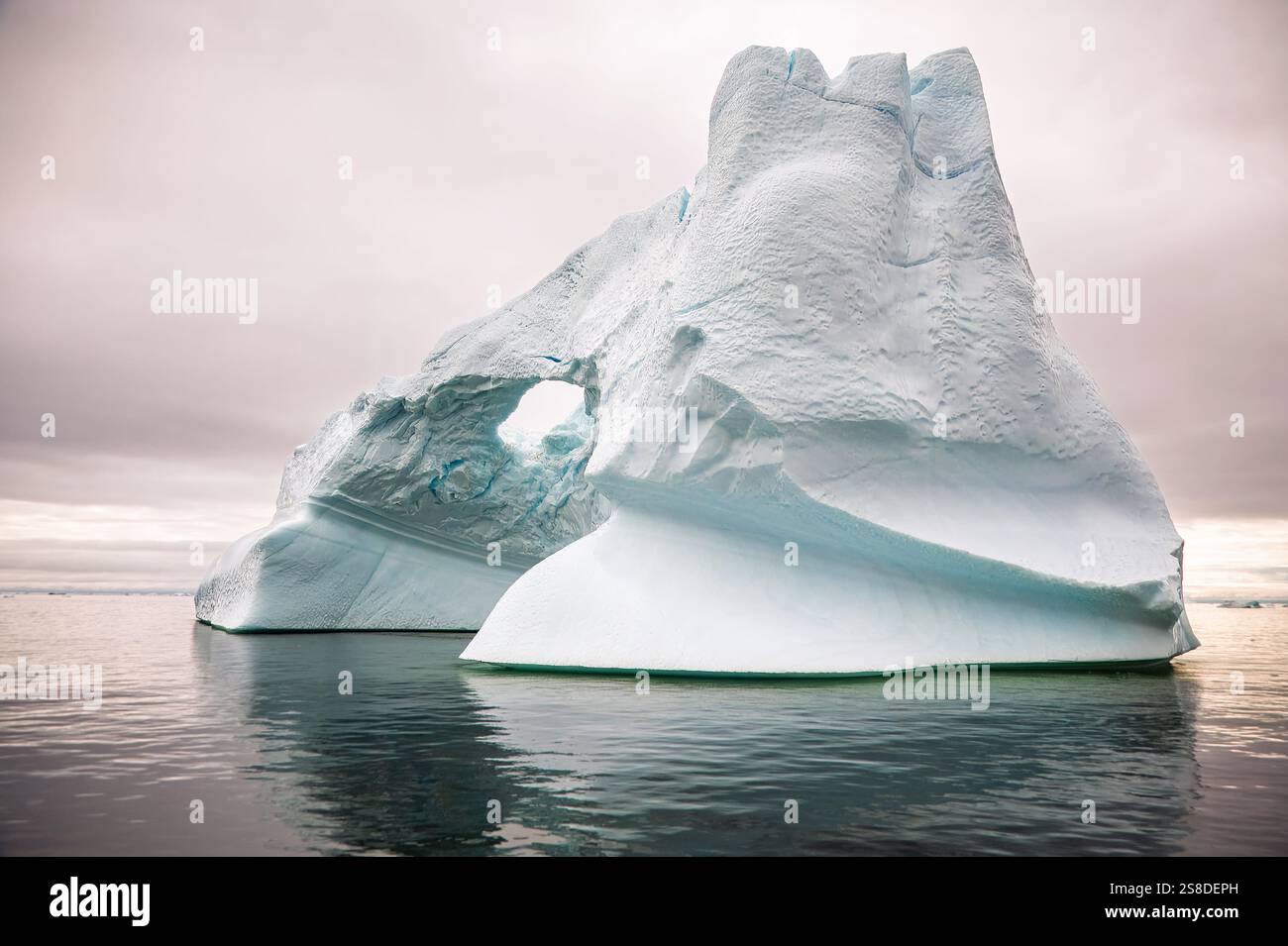 Giant icebergs float gracefully in the calm waters of Ilulissat ...