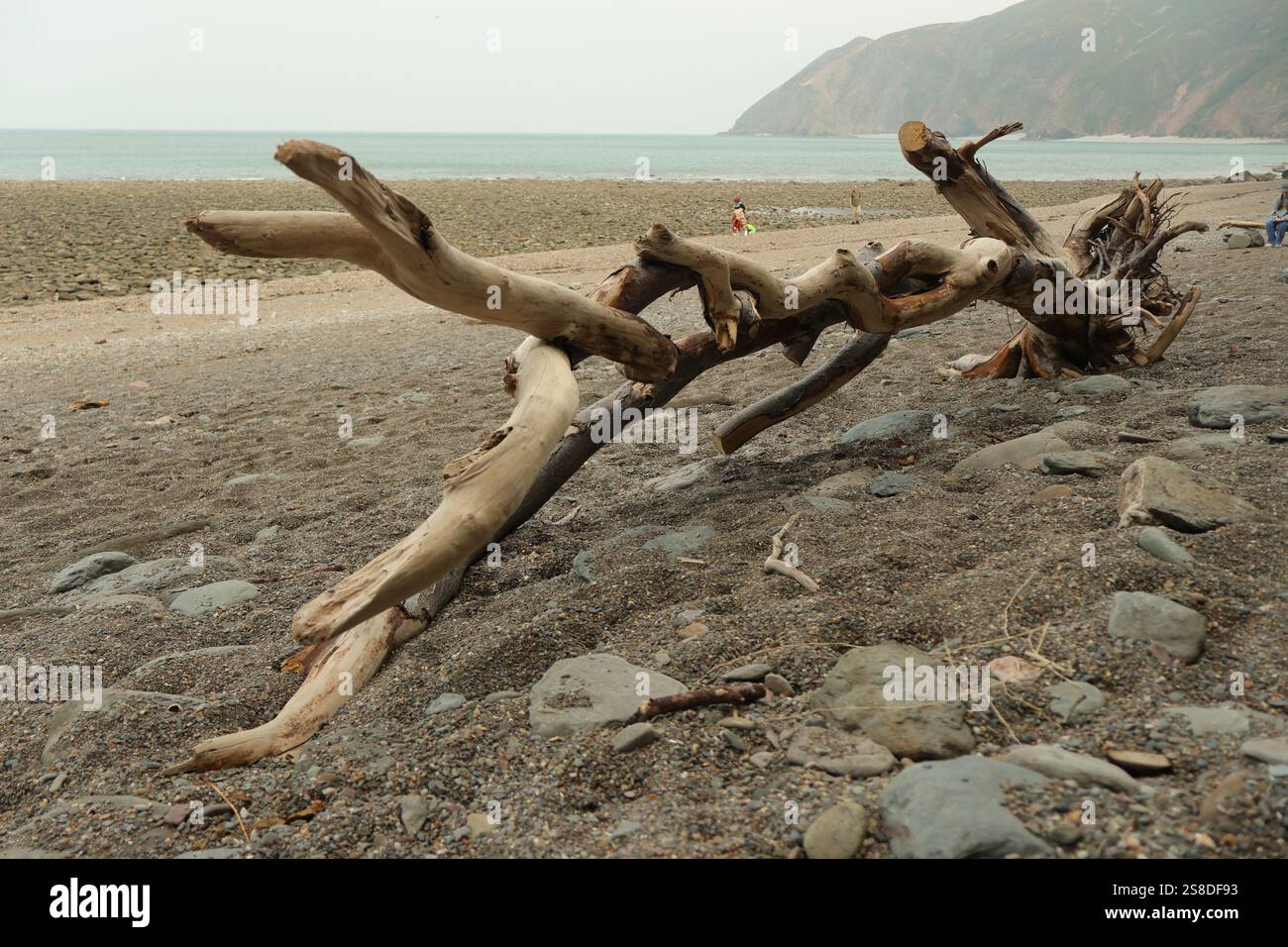 Lynton & Lynmouth beach drift wood Stock Photo - Alamy