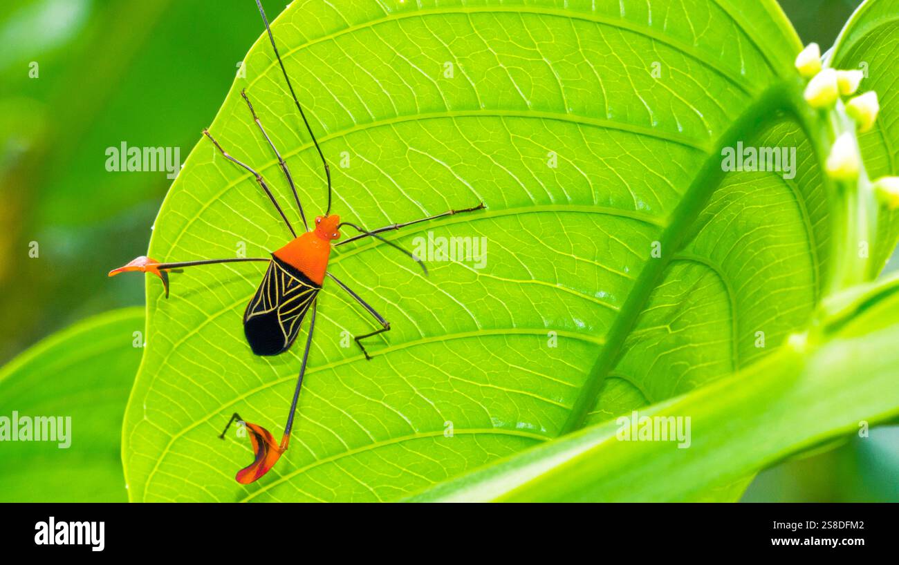 Shield Bug, Chust Bug, Heteroptera, Hemiptera, Tropical Rainforest ...