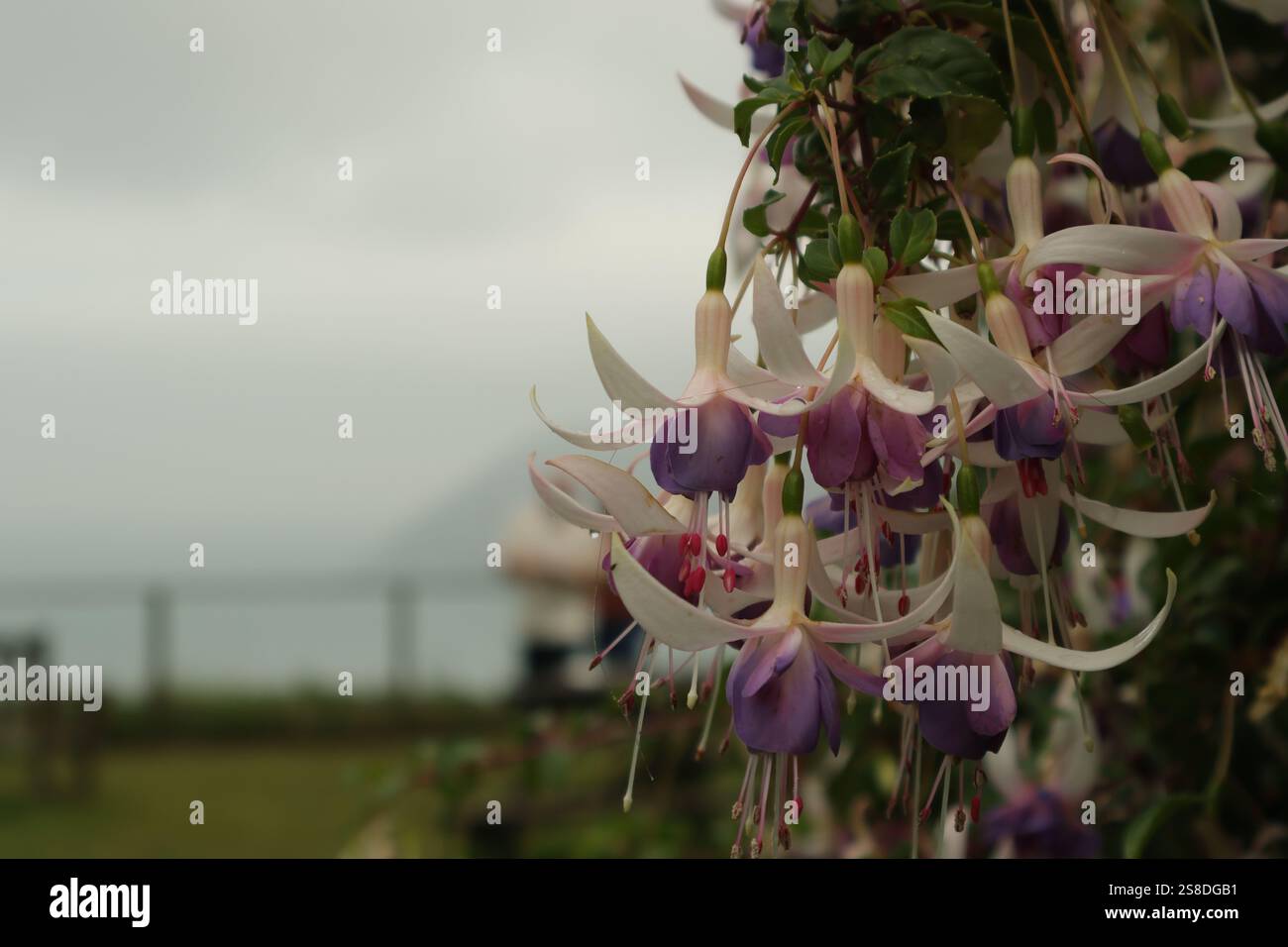 fuchsia riccartonii flowers St Mary The Virgin church Lynton & Lynmouth ...