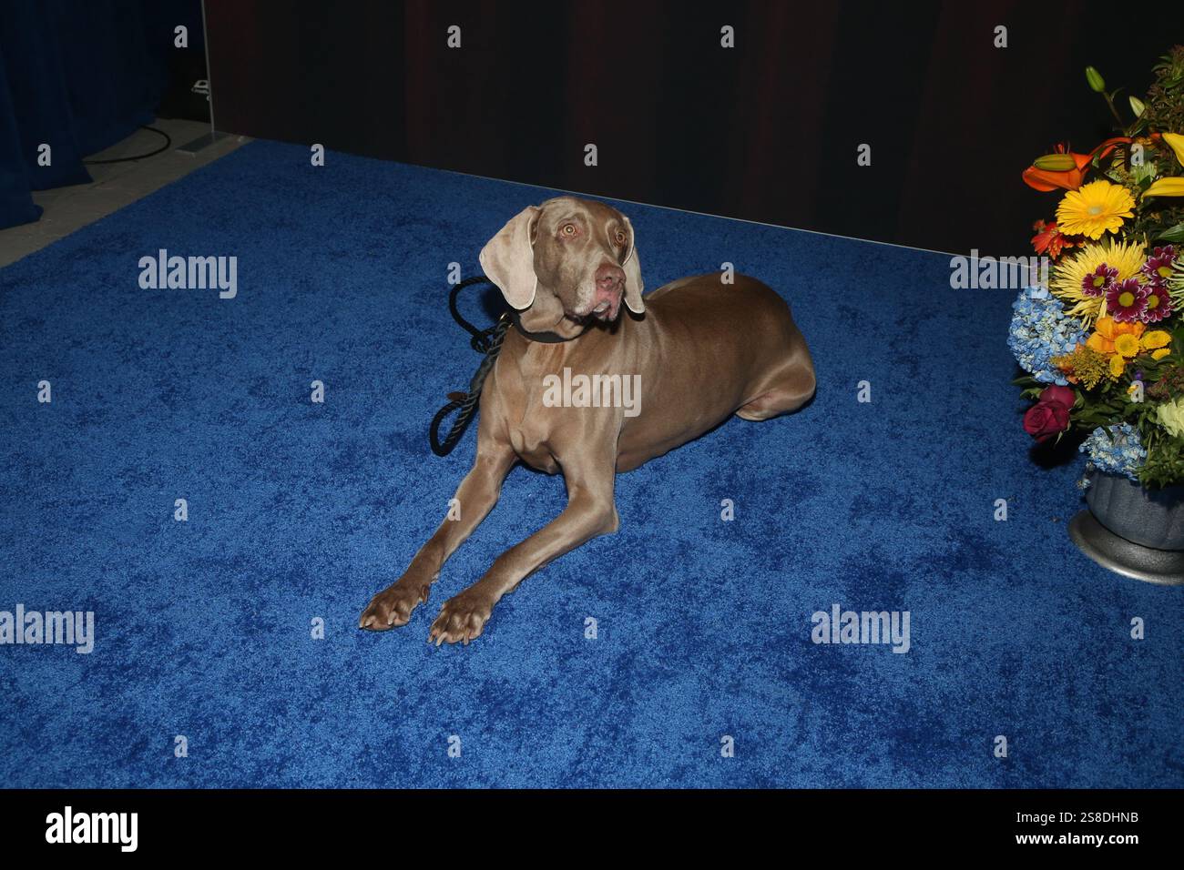 Dog at the American Rescue Dog Show, Los Angeles, USA - 19 January 2020 ...