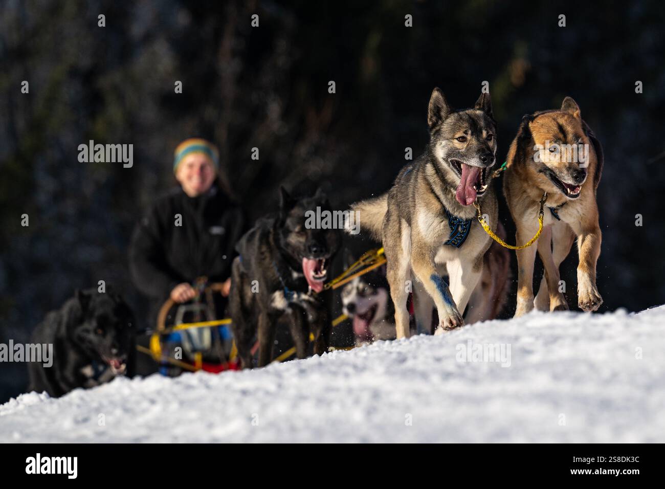 The Sedivackuv long, an international stage sled dog race, continued in ...